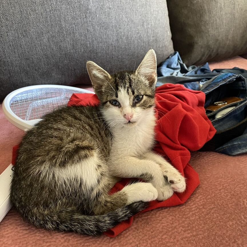 Котенок девочка в добрые руки
