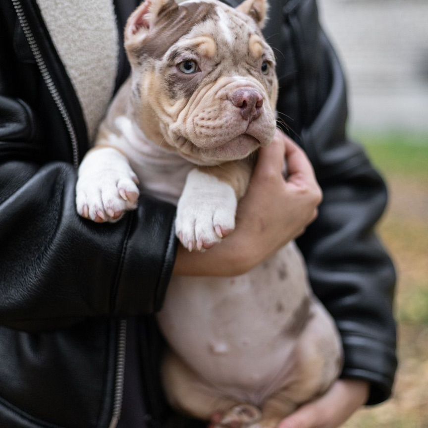 Американский булли покет