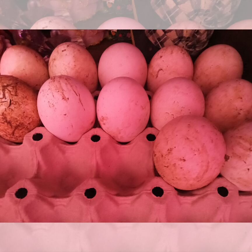 Инкубационное яйцо