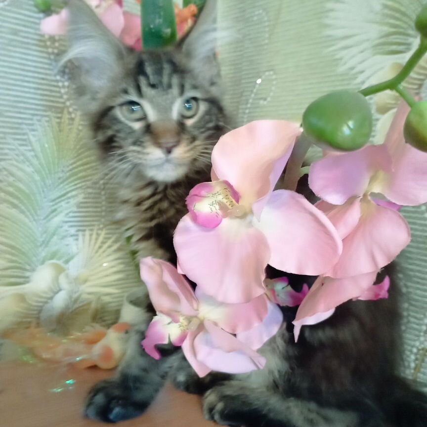 Продажа котята породы Мейкун