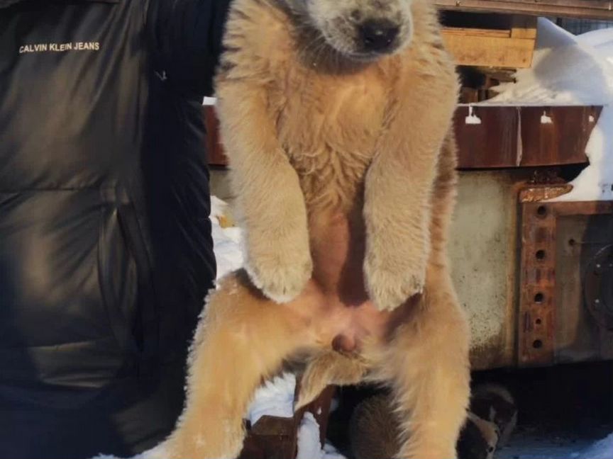 Пришла на завод собака, родила. Щенки