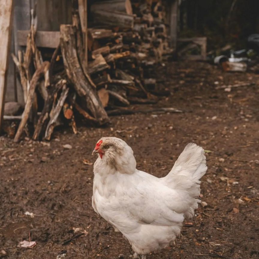 Куры несушки большой ассортимент