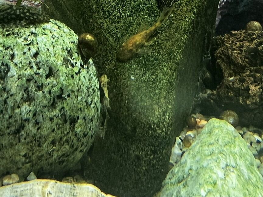 Анцитрус звездчатый