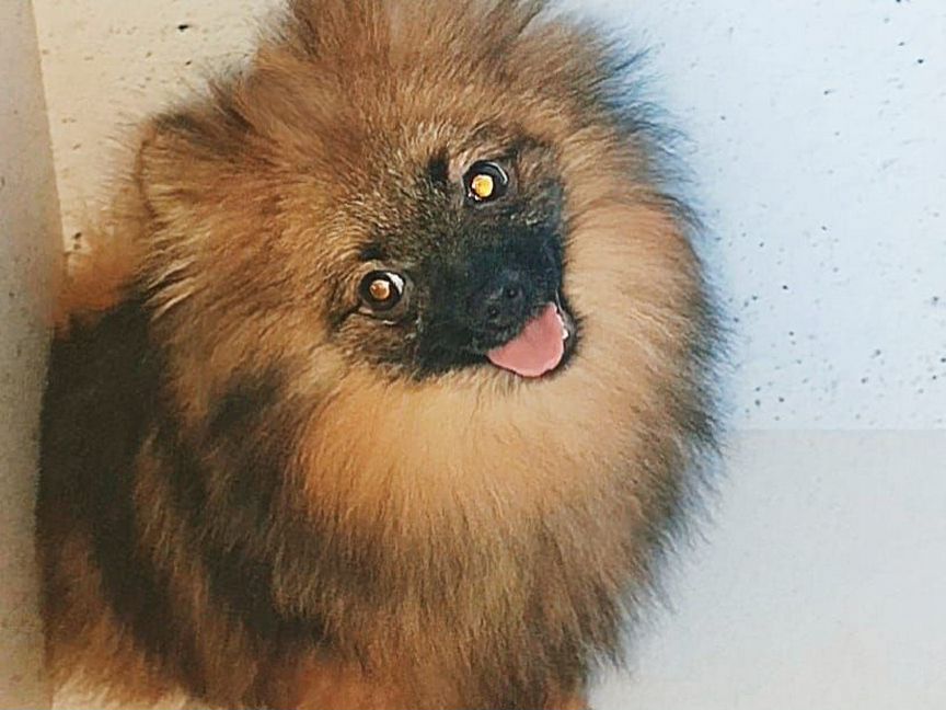 Померанский шпиц, девочка 8.5 мес