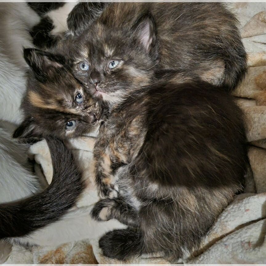 Отдам в добрые руки двух котят, обе девочки