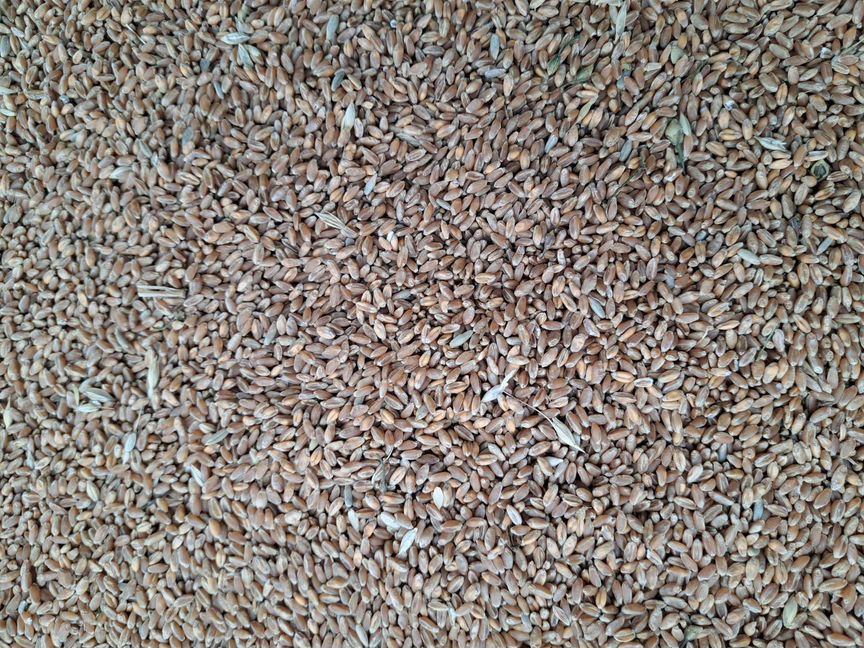 Зерно рожь ячмень суданка