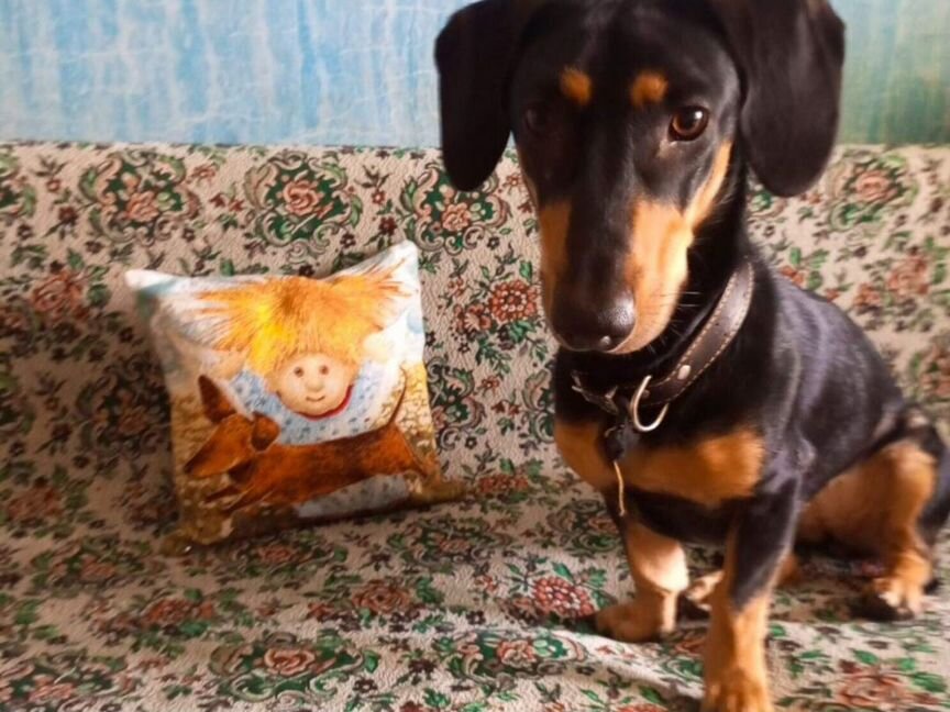 Такса девочка стерилизована 1,5 года