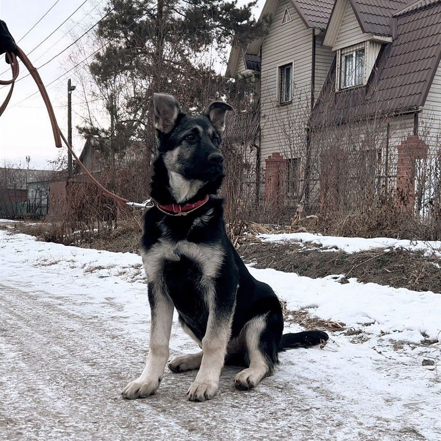 Девочка Восточноевропейской овчарки 4 месяца