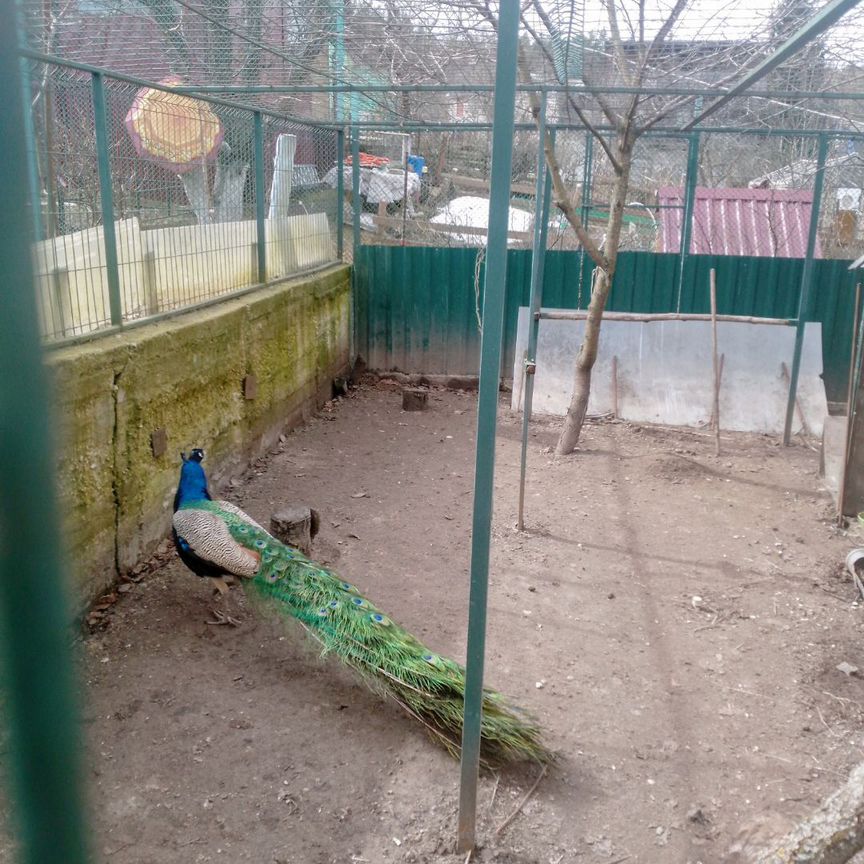 Павлины индейские