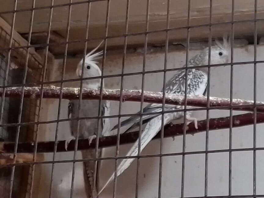 Попугаи корелла