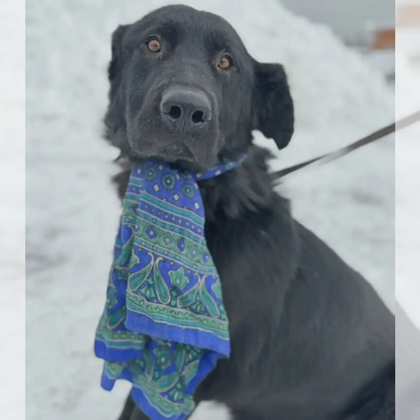 Взрослый пёс в добрые руки