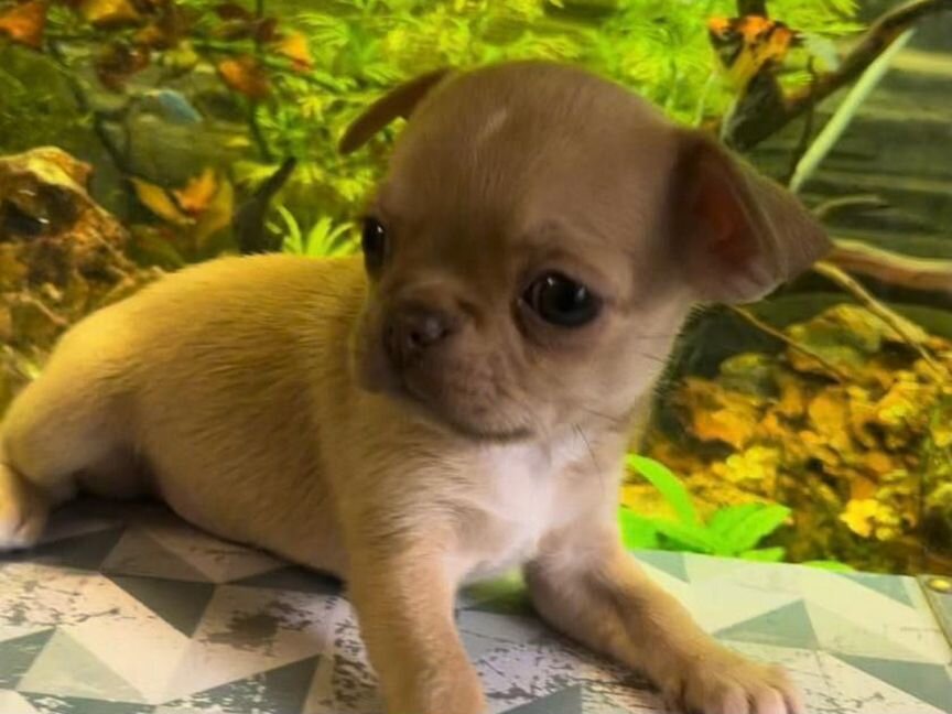 Чихуахуа шикарные мальчишки РКФ