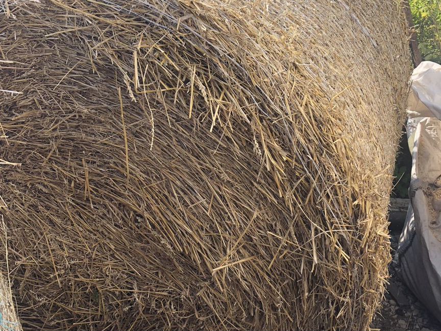 Солома пшеничная