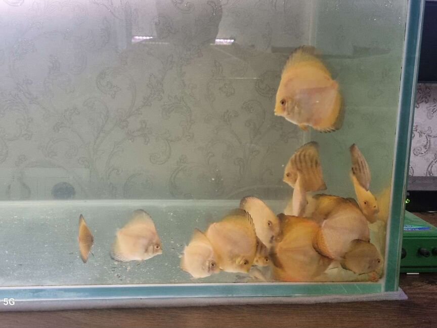 Продам дискусов