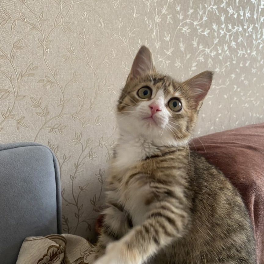 Котенок девочка в добрые руки бесплатно