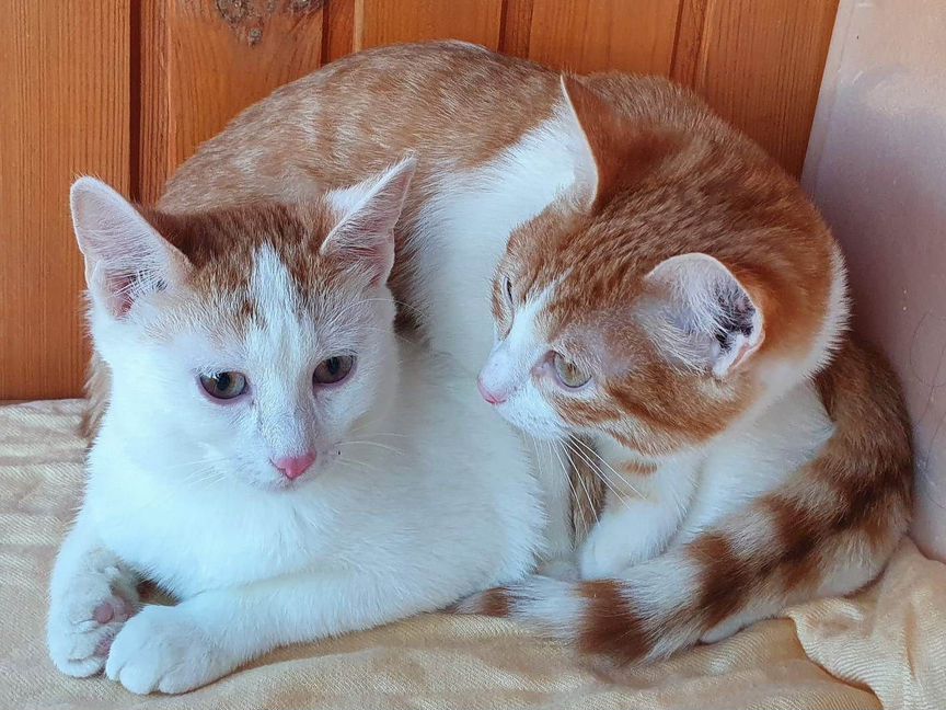 Котенок 5 - 6 месяцев ручной, активный ищет дом