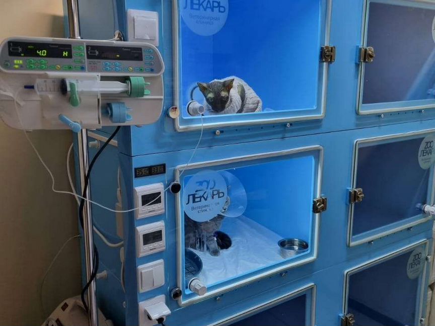 Боксы в стационар для животных ветклиники