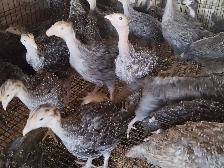 Индюшата подрощенные