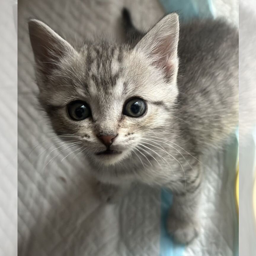 Котенок в добрые руки