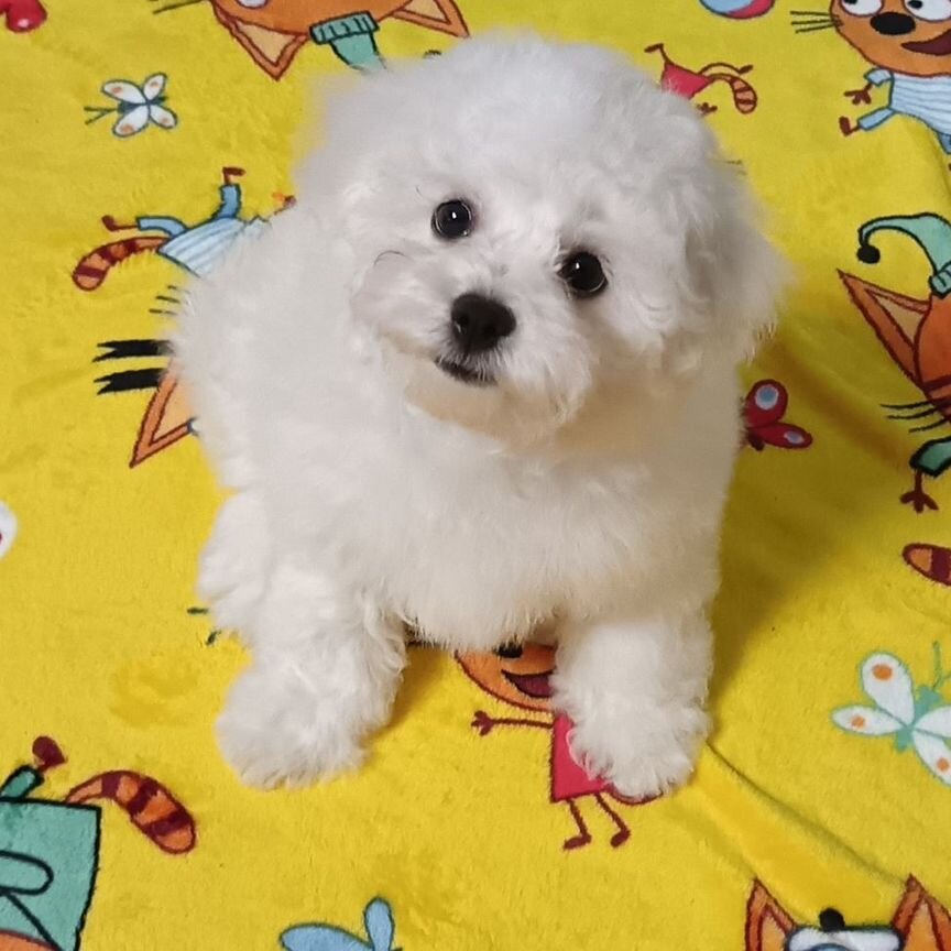 Бишон фризе, щенок