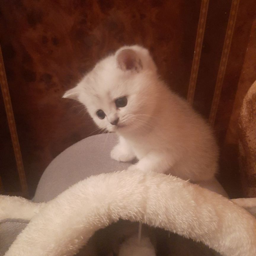 Британский котенок.Мальчик