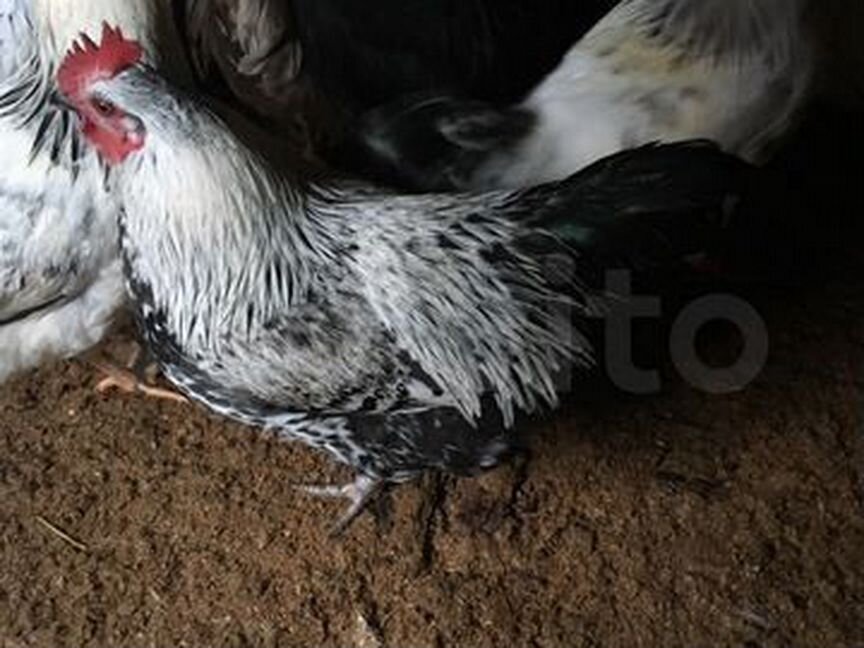 Петухов и крупных гусаков, молодых породистых