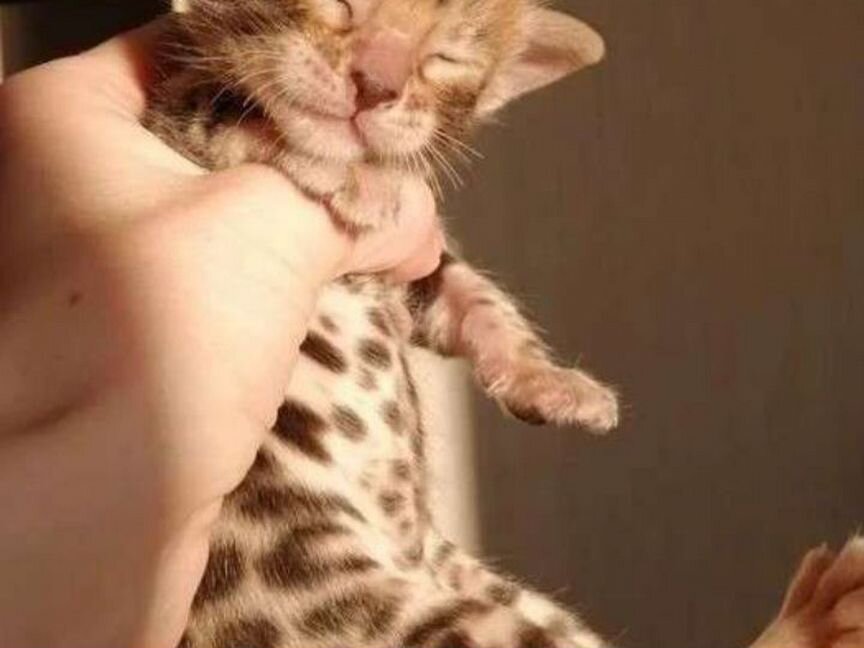 Бенгальская