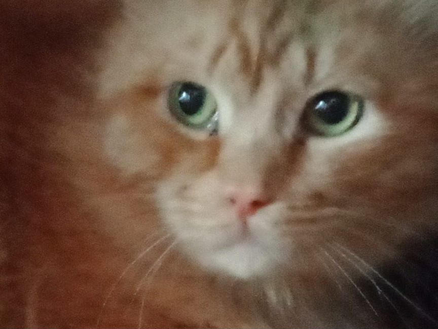 Котики бесплатно в добрые руки