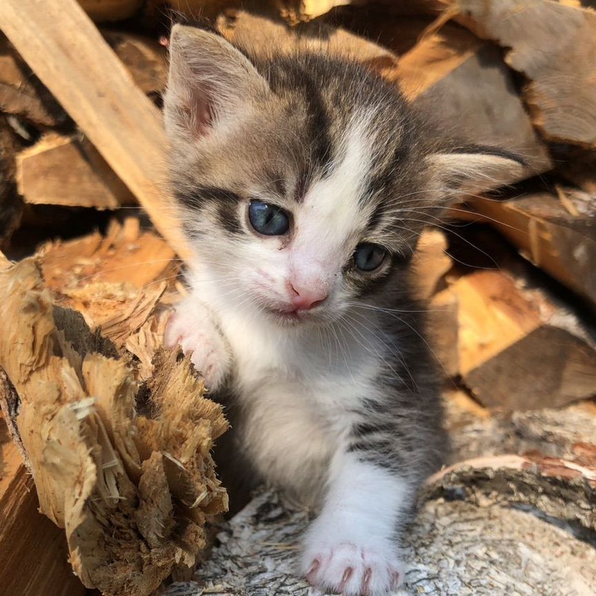 Котята