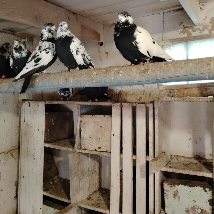 Продажа голубей