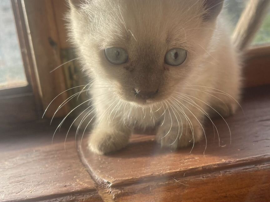 Котенок по имени гав