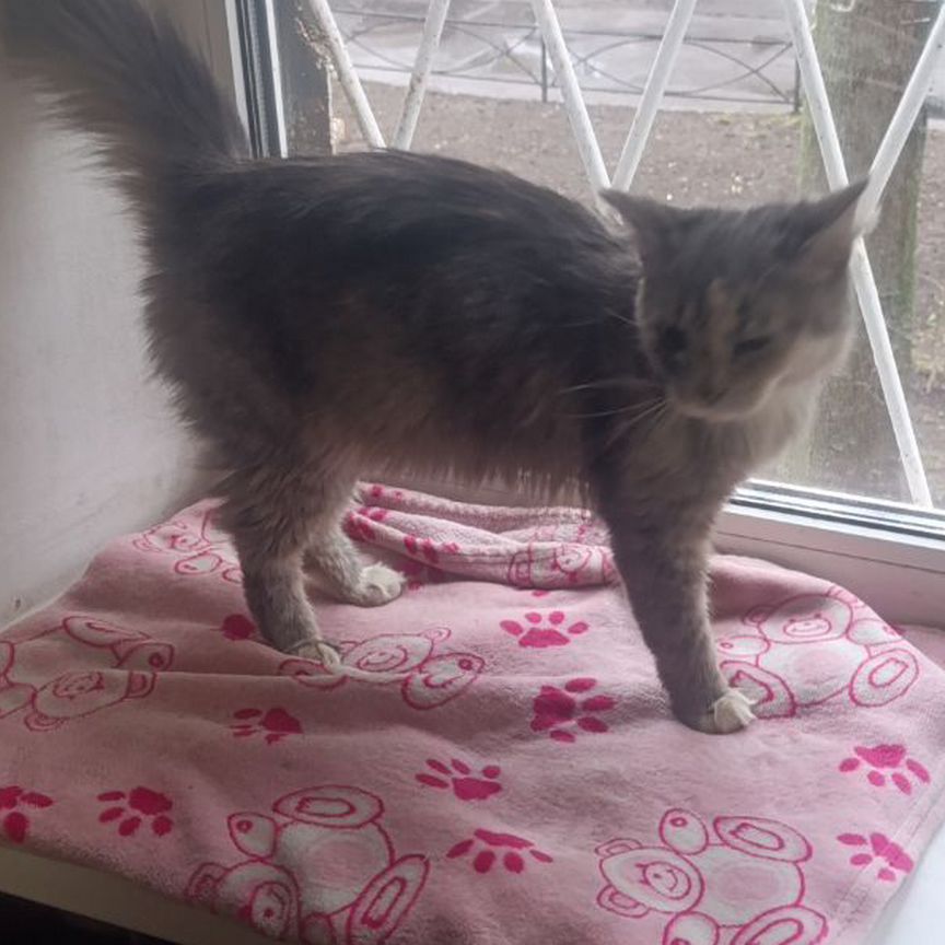 Взрослая кошка в добрые руки