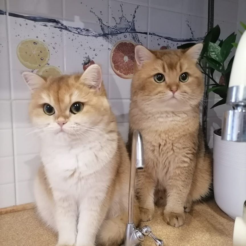 Кошка и кот