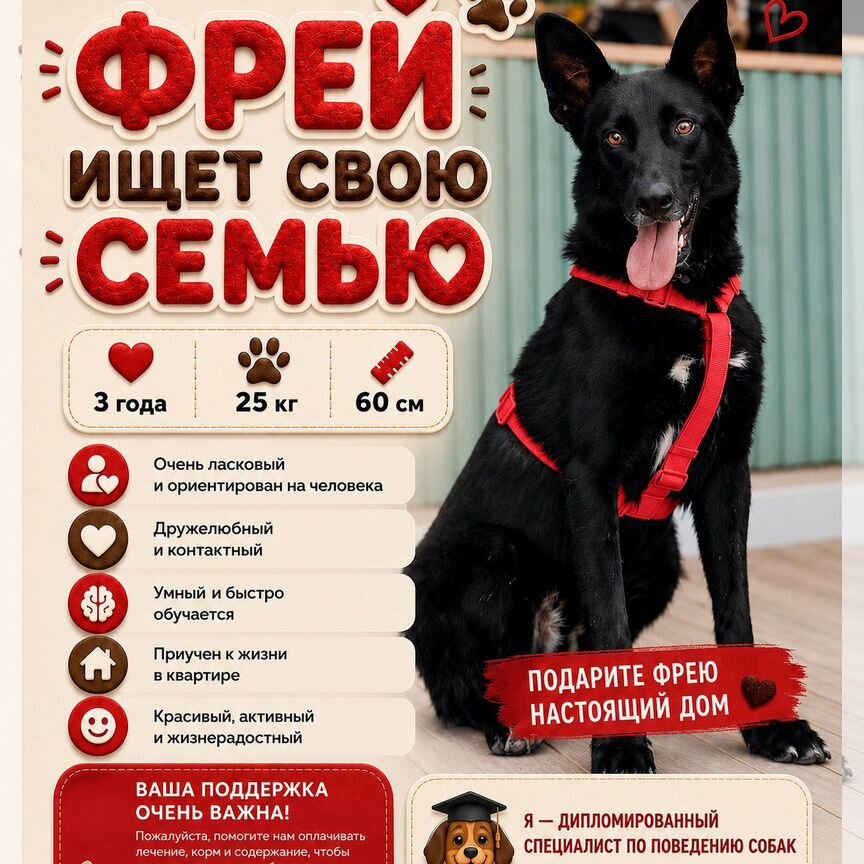 Взрослый пёс из приюта