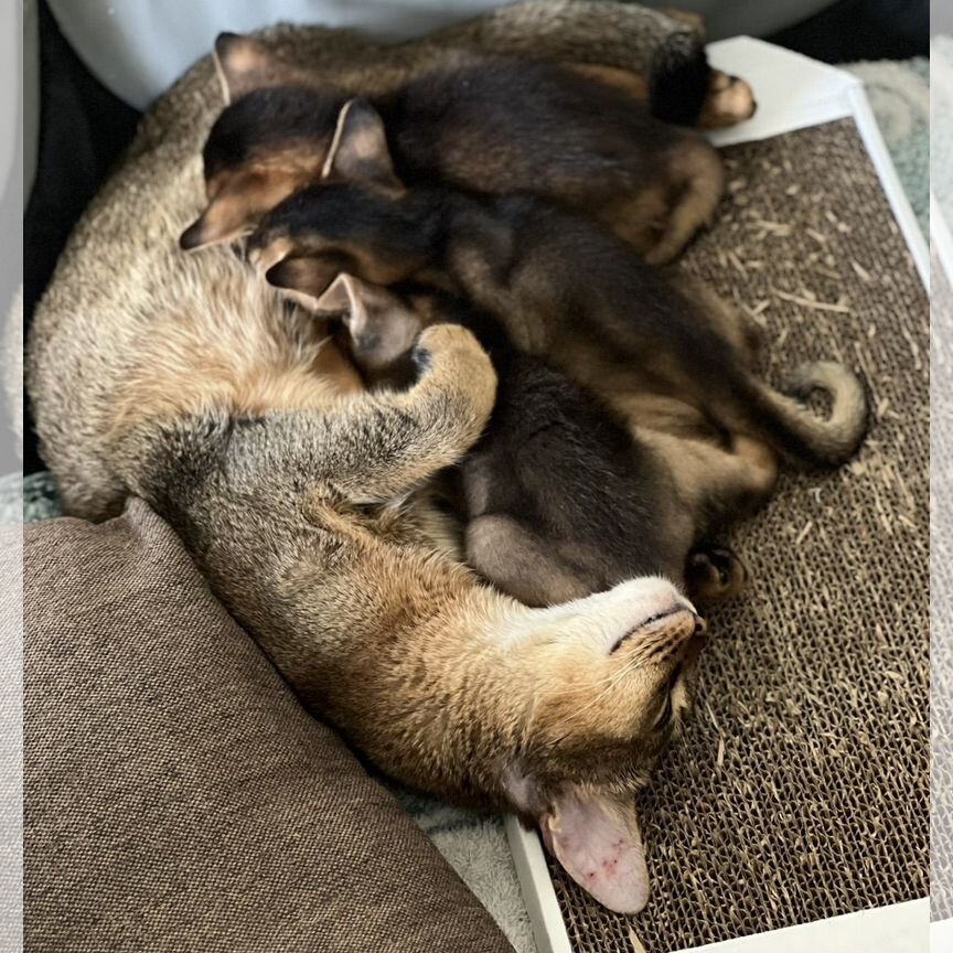 Абиссинская кошка бесплатно