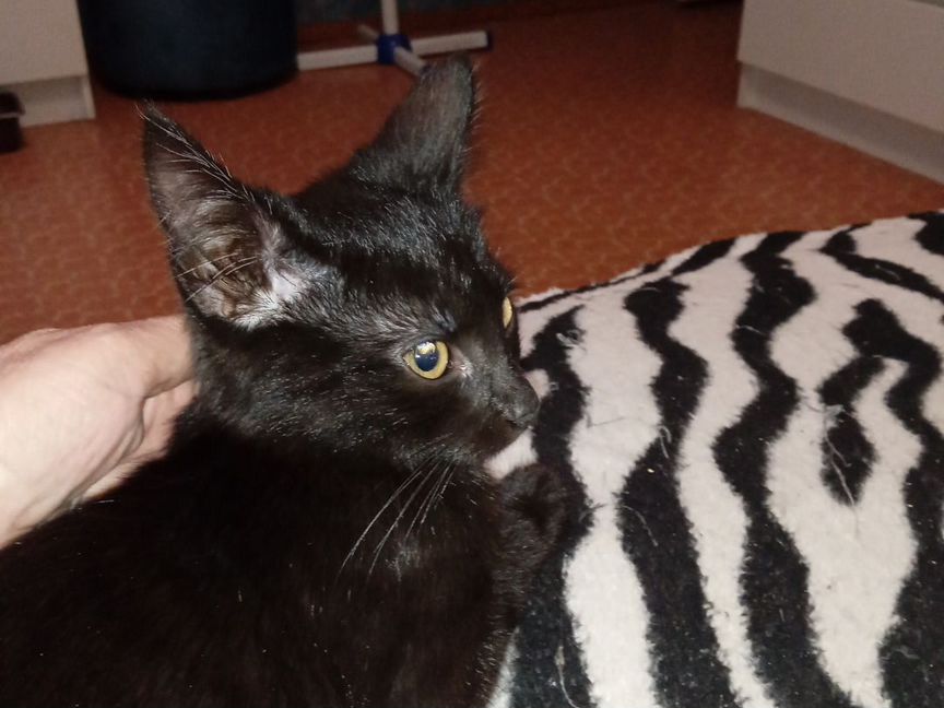 Котята в добрые руки мальчики черные