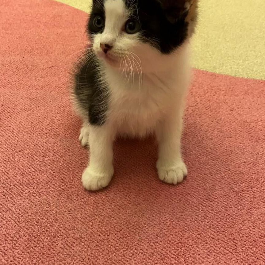 Котята 1,5 месяца