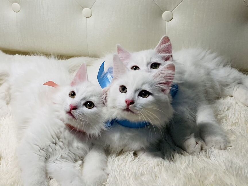 Кошки