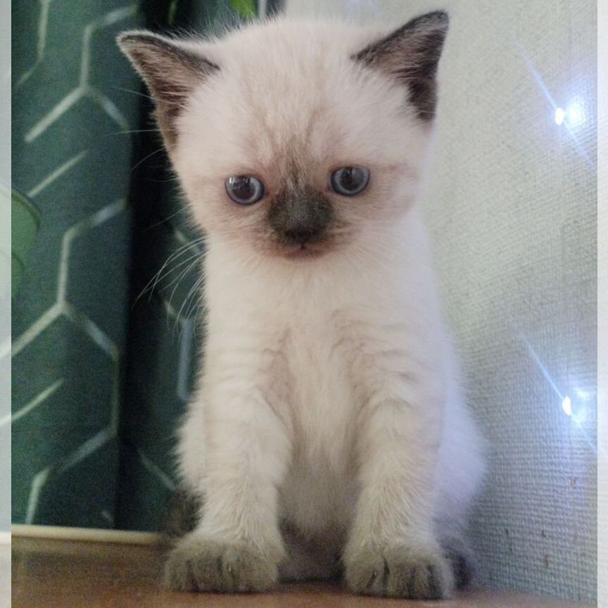 Котята