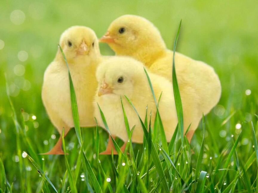 Цыпленок броллера