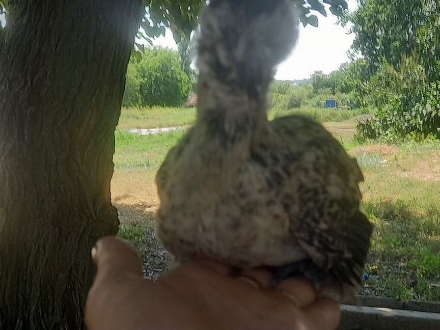 Яйца для инкубации.Петухи