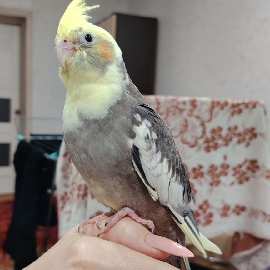 Попугай корелла птенец ручной