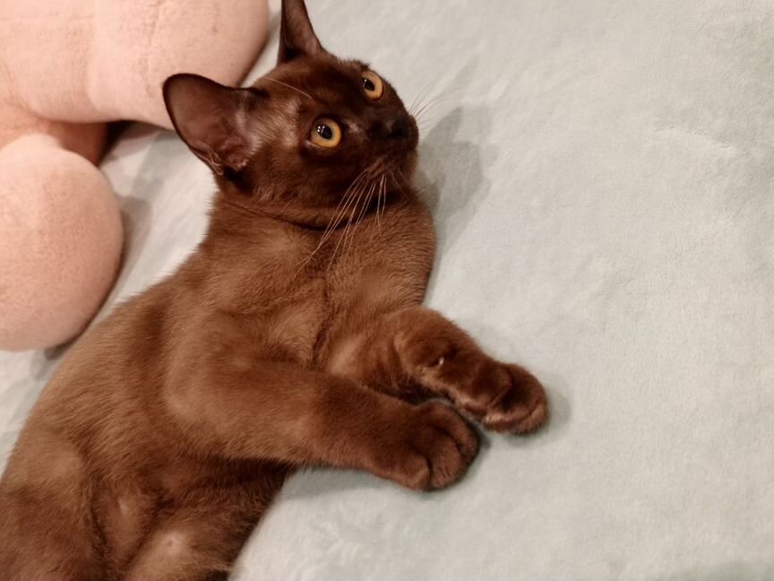 Бурманский котенок