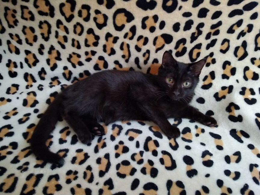 Котик-обормотик