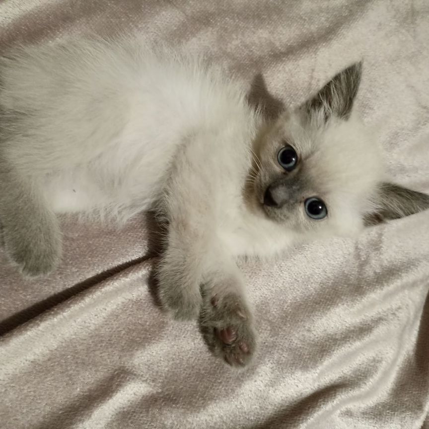 Котенок в добрые руки