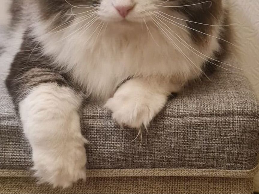Кот сибирский