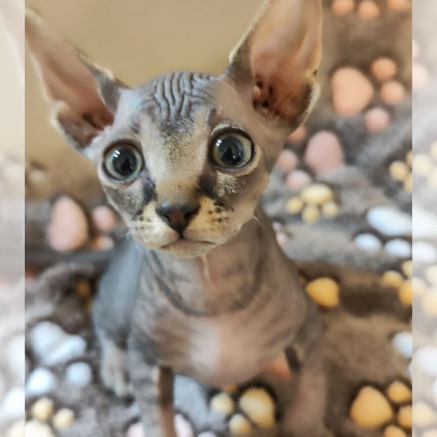 Канадский сфинкс котёнок