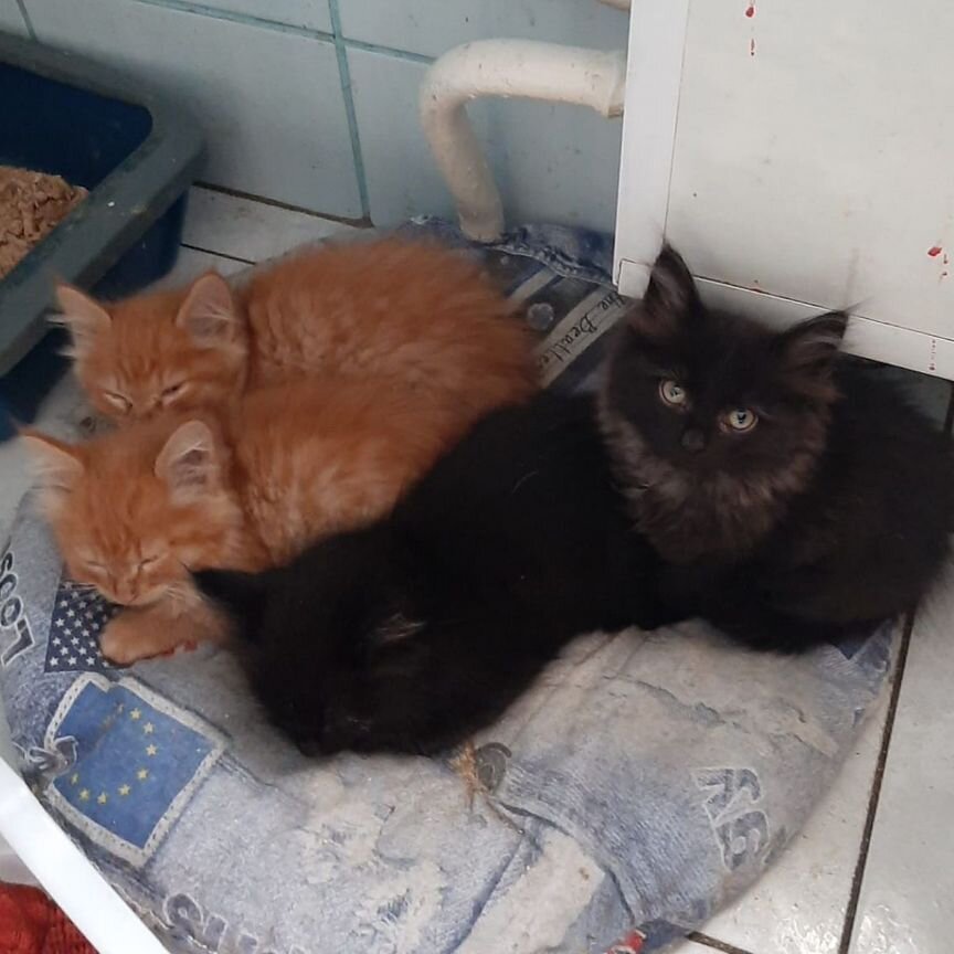 Котята в добрые руки бесплатно