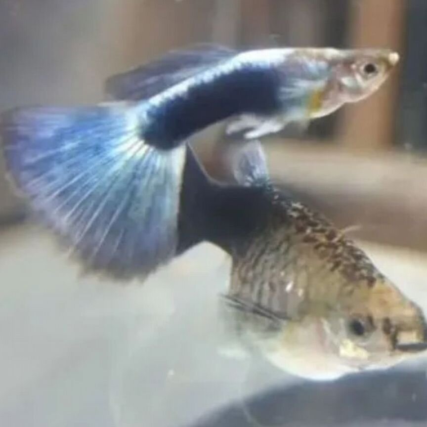 Аквариумные рыбки гуппи