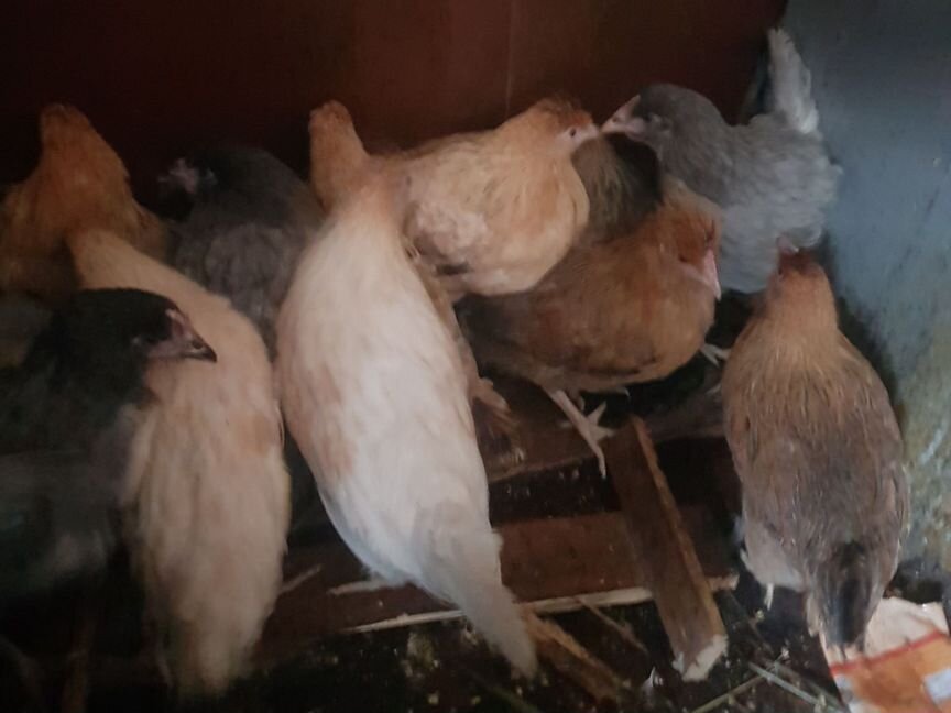 Куры чешский доминант